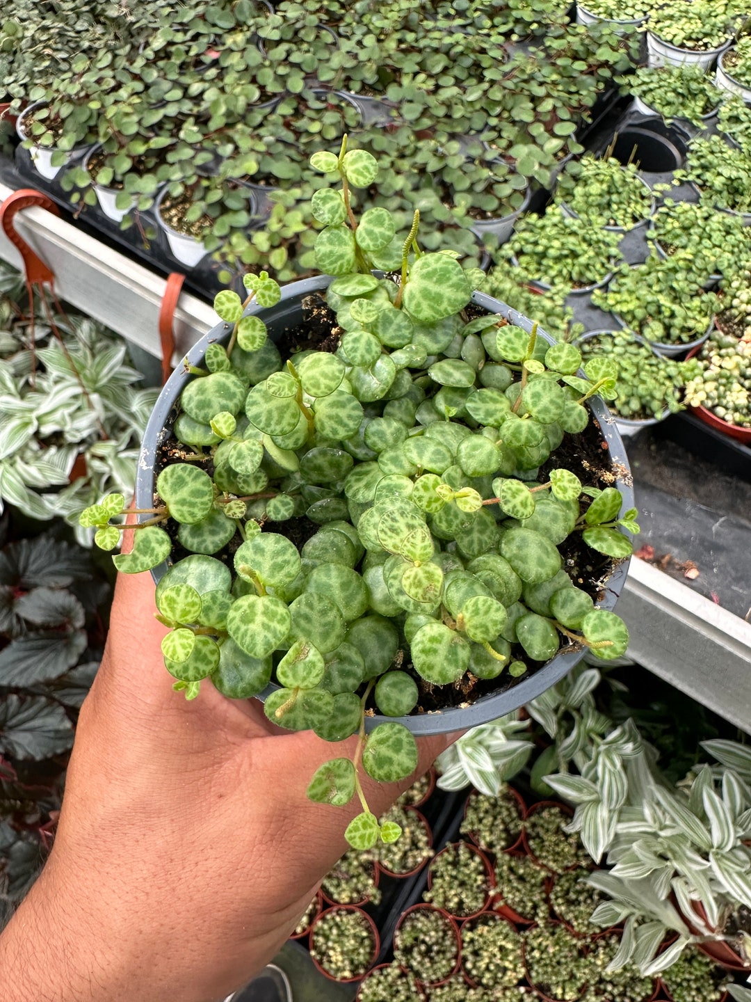 String of Turtles Peperomia Prostrata Live Plant - Etsy
