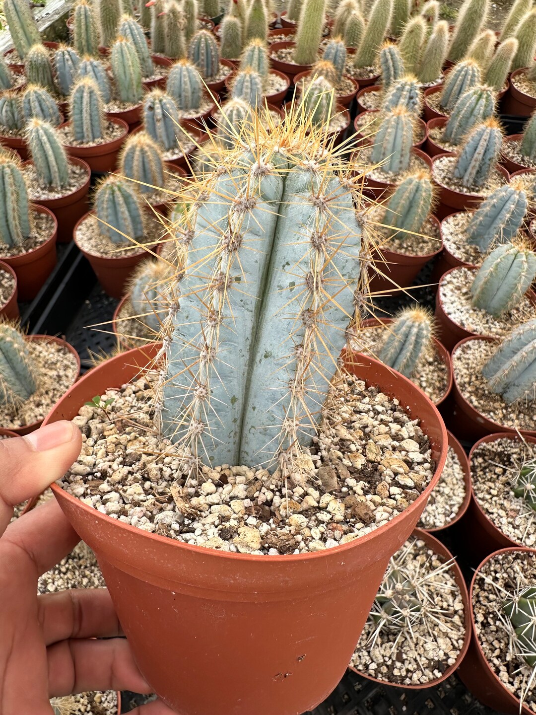 Brazilian Blue Cactus, 'pilosocereus Azureus' - Etsy