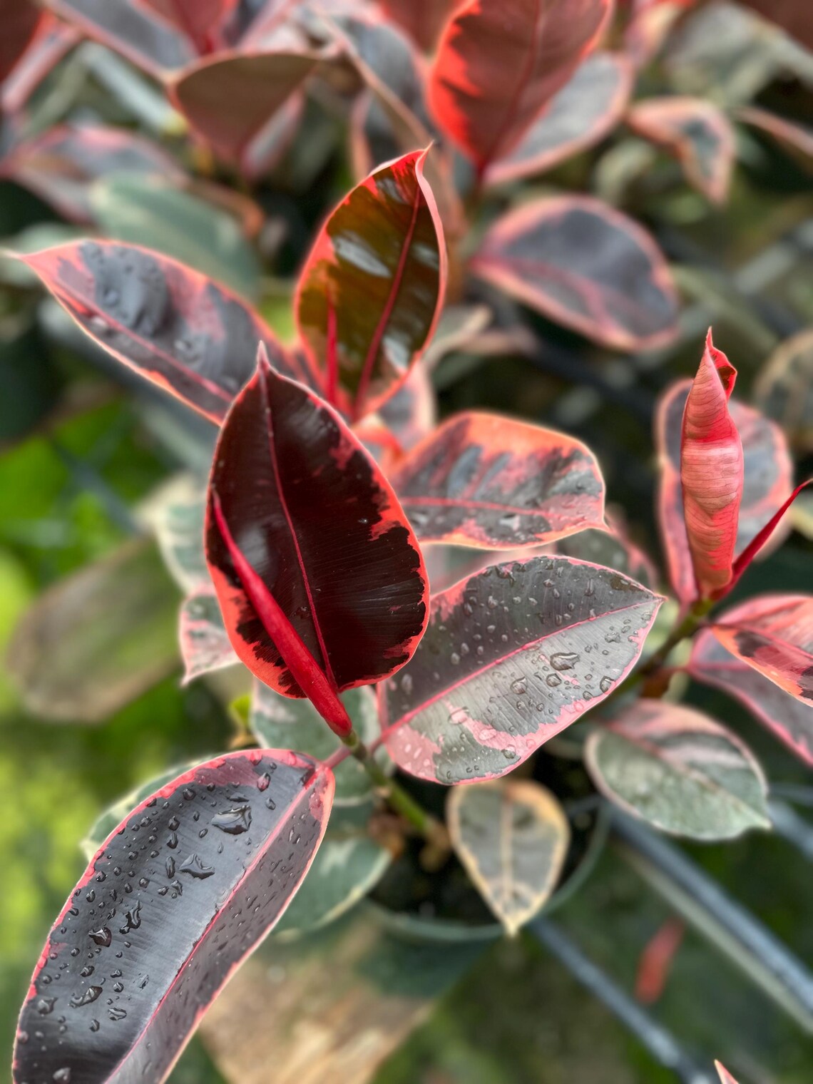 Ficus Elastica ‘ruby’ | Variegated Rubber Plant | Live Houseplant (8 ...