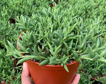 20 Trailing Succulent Strings With 7 Varieties, String of Pearl, String ...