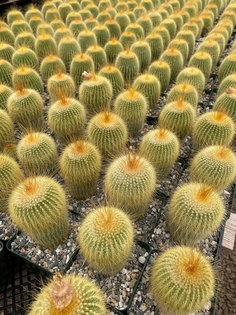 Notocactus Leninghausii, Golden Ball Cactus 3.5” - Etsy