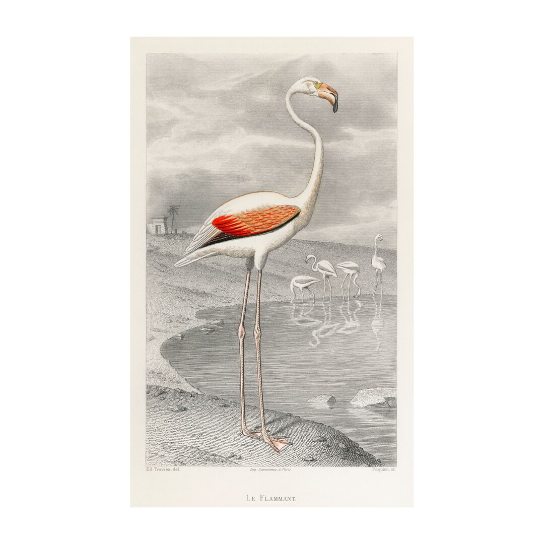 Le Flammant | French Vintage Flamingo Art Print | PRINTABLE Instant ...