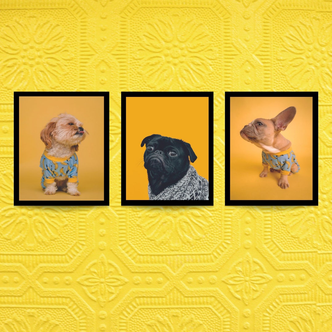 Funny Dogs in Clothes Prints, Pug, French Bull Dog, and Shih Tzu Art ...