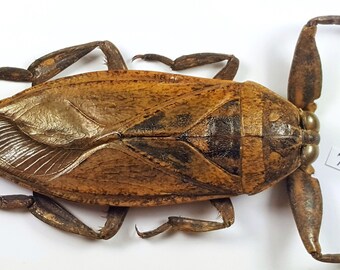 Giant Asian Water Bug, Lethocerus Indicus - Etsy