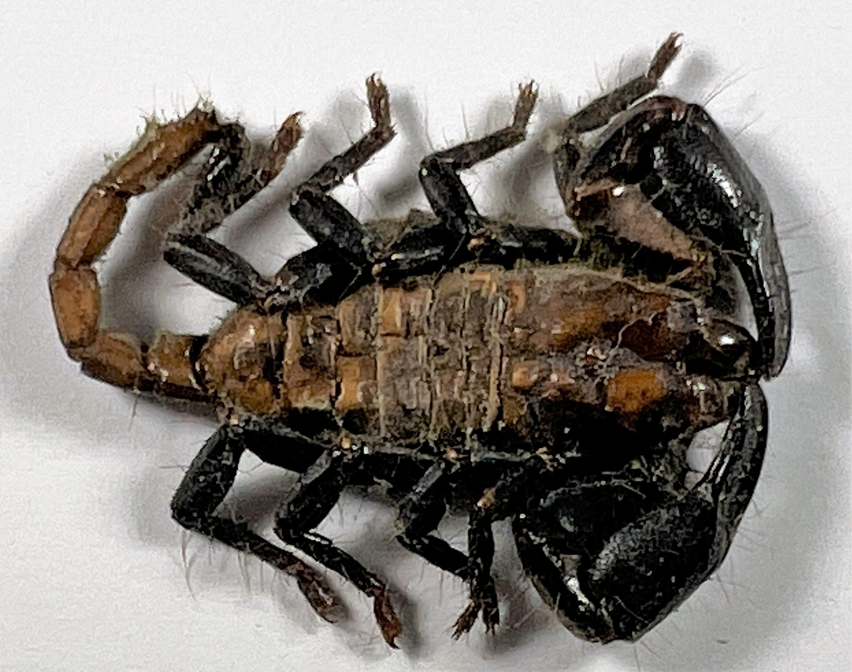 Heterometrus Javanensis