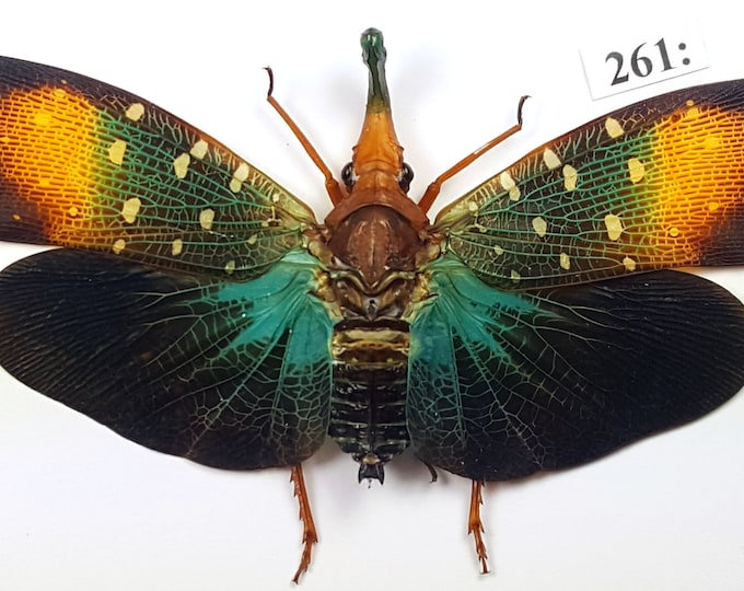 OVERSTOCK: Real Blue Lanternfly, Pyrops Gunjii - Etsy