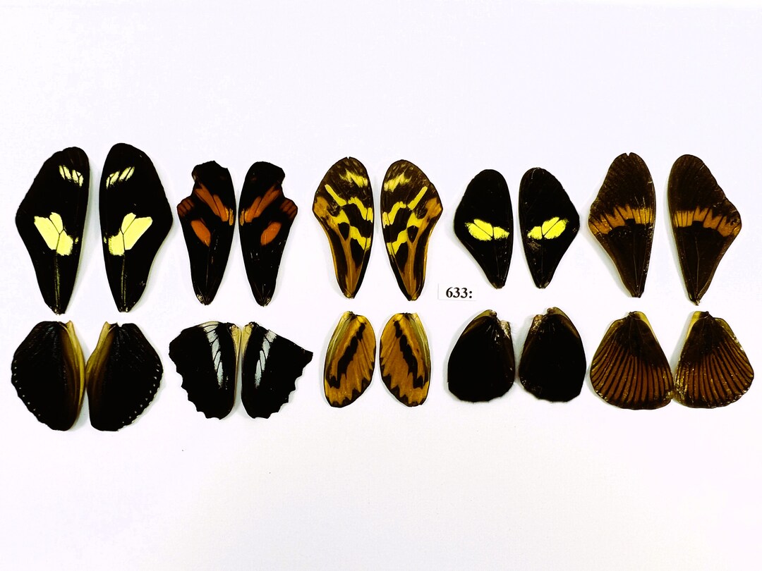 Real Butterfly Wings Pack 20 Units for Artistic Projects - Etsy