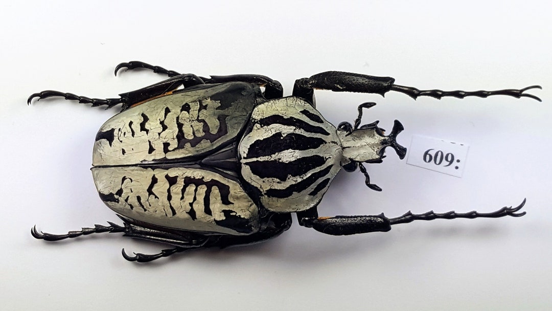 Giant Royal Beetle Goliathus Albosignatus Kirkianus MALE 53mm African ...