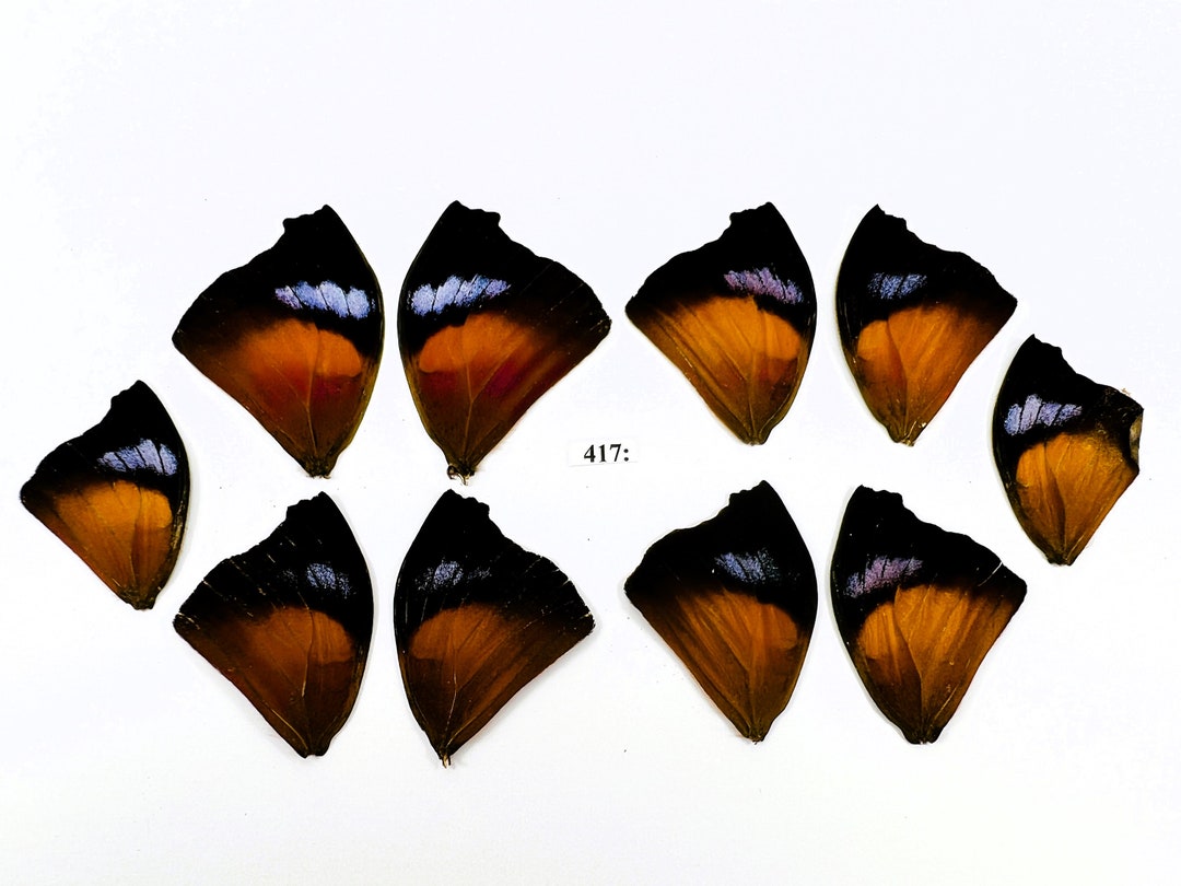 Real Butterfly Wings Pack 10 Units for Artistic Projects - Etsy