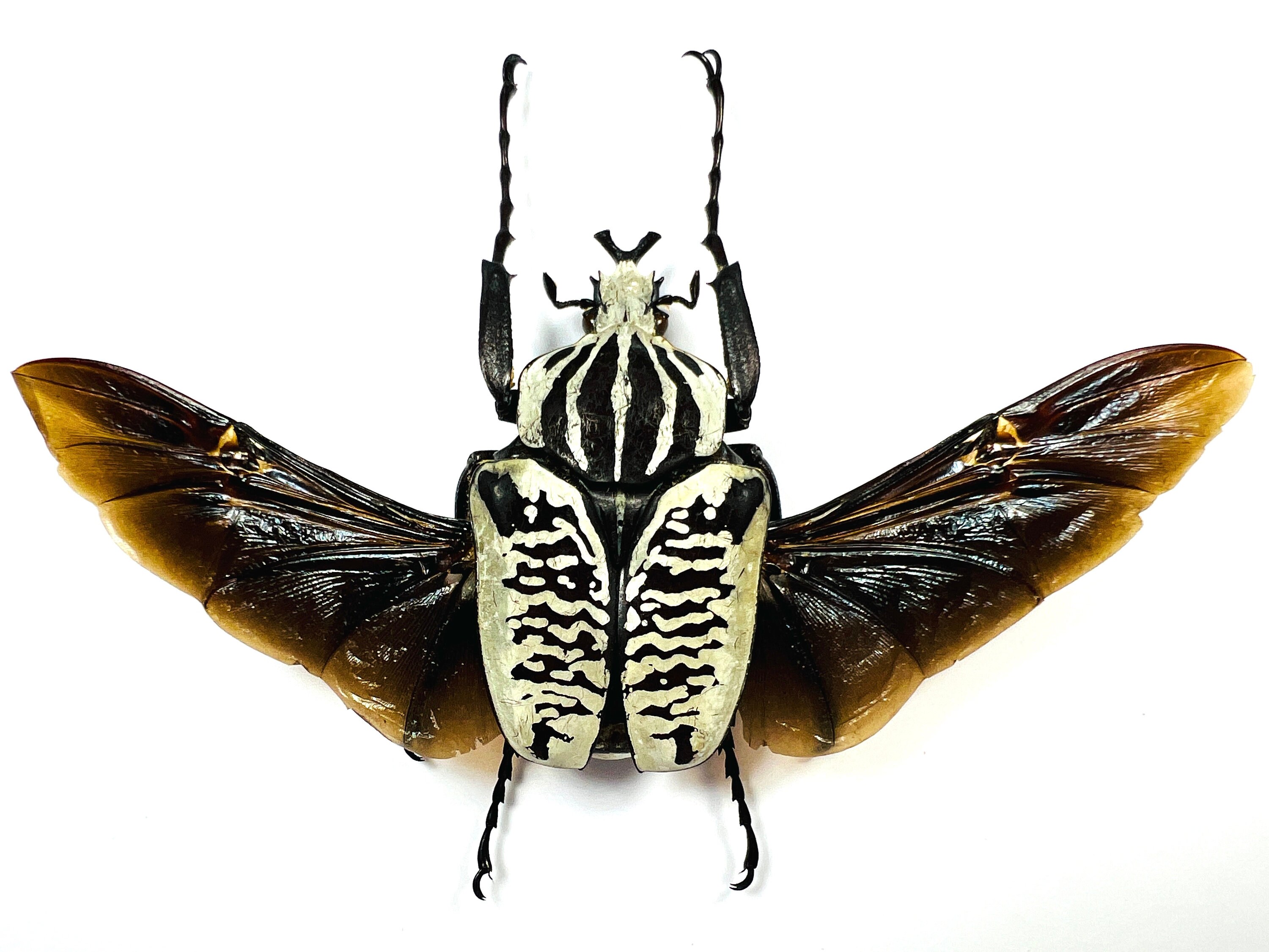 Goliath Beetle Wings