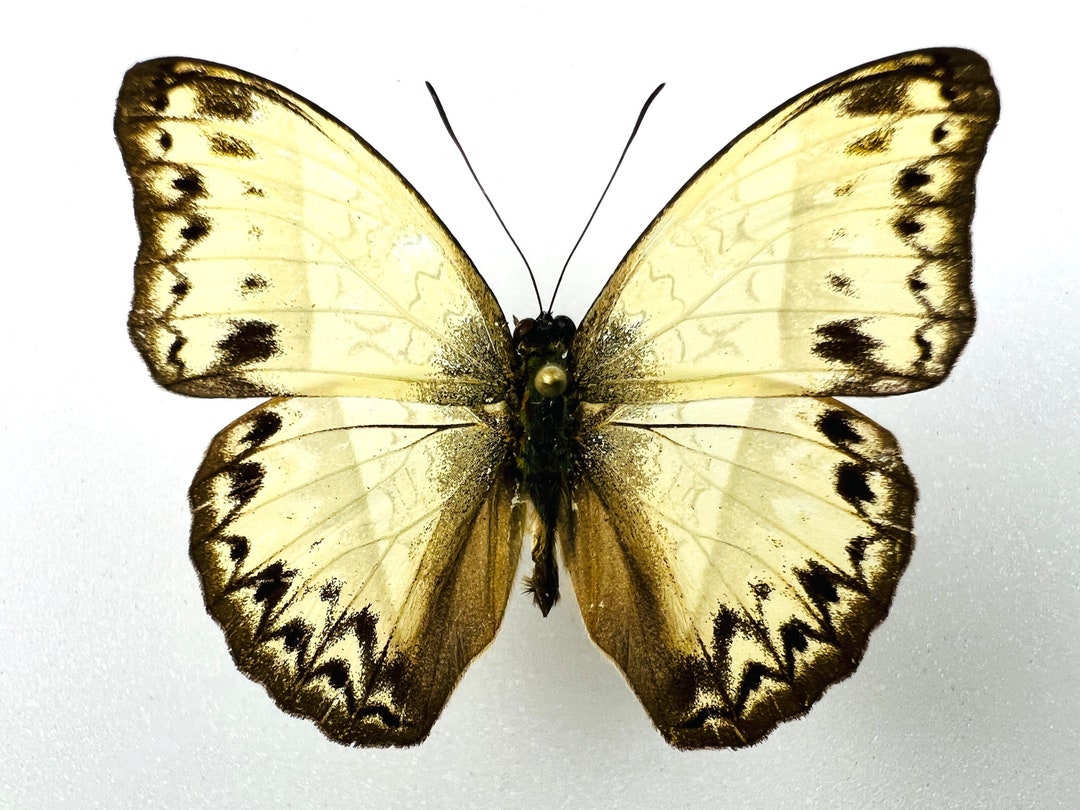 African Royal Butterfly, the Cream Glider, Mounted / Cymothoe ...