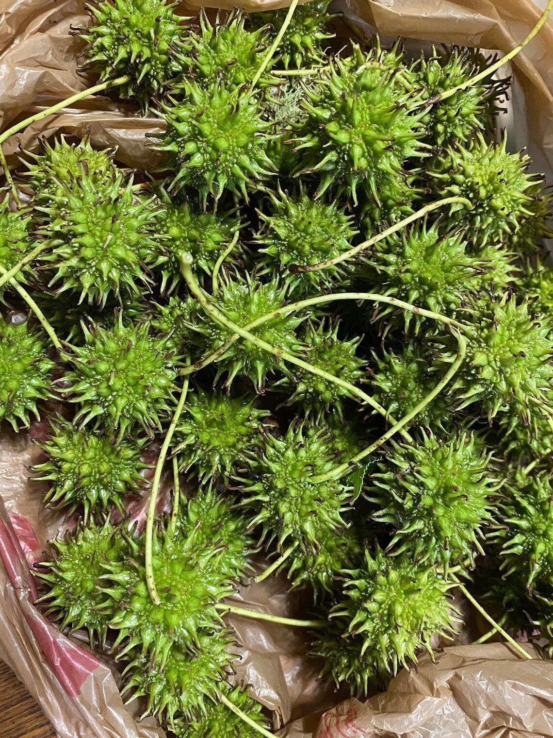 SWEET GUM Tincture - Etsy