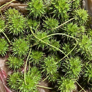 SWEET GUM Tincture - Etsy