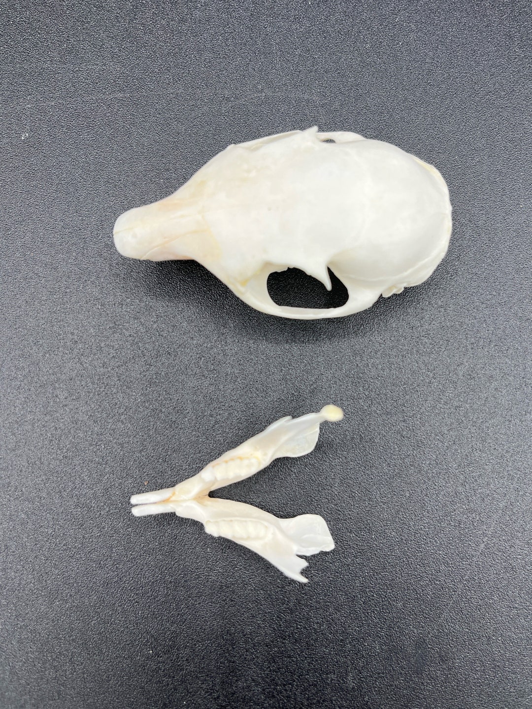 Squirrel Skull With Bottom Jaw - Etsy