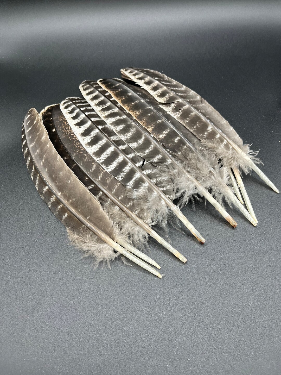 North American Turkey Wing Feathers - Etsy