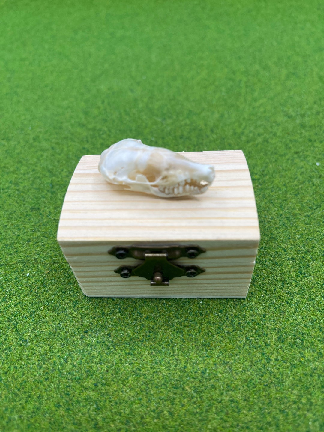 Mole Skull With Display Box - Etsy