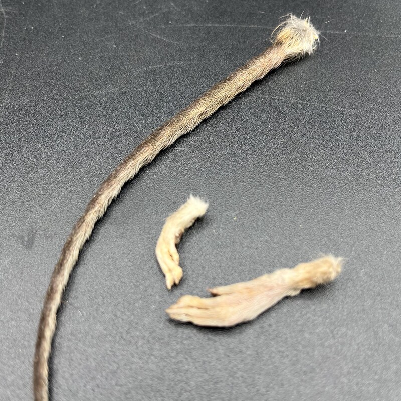 Rat Tail - Etsy