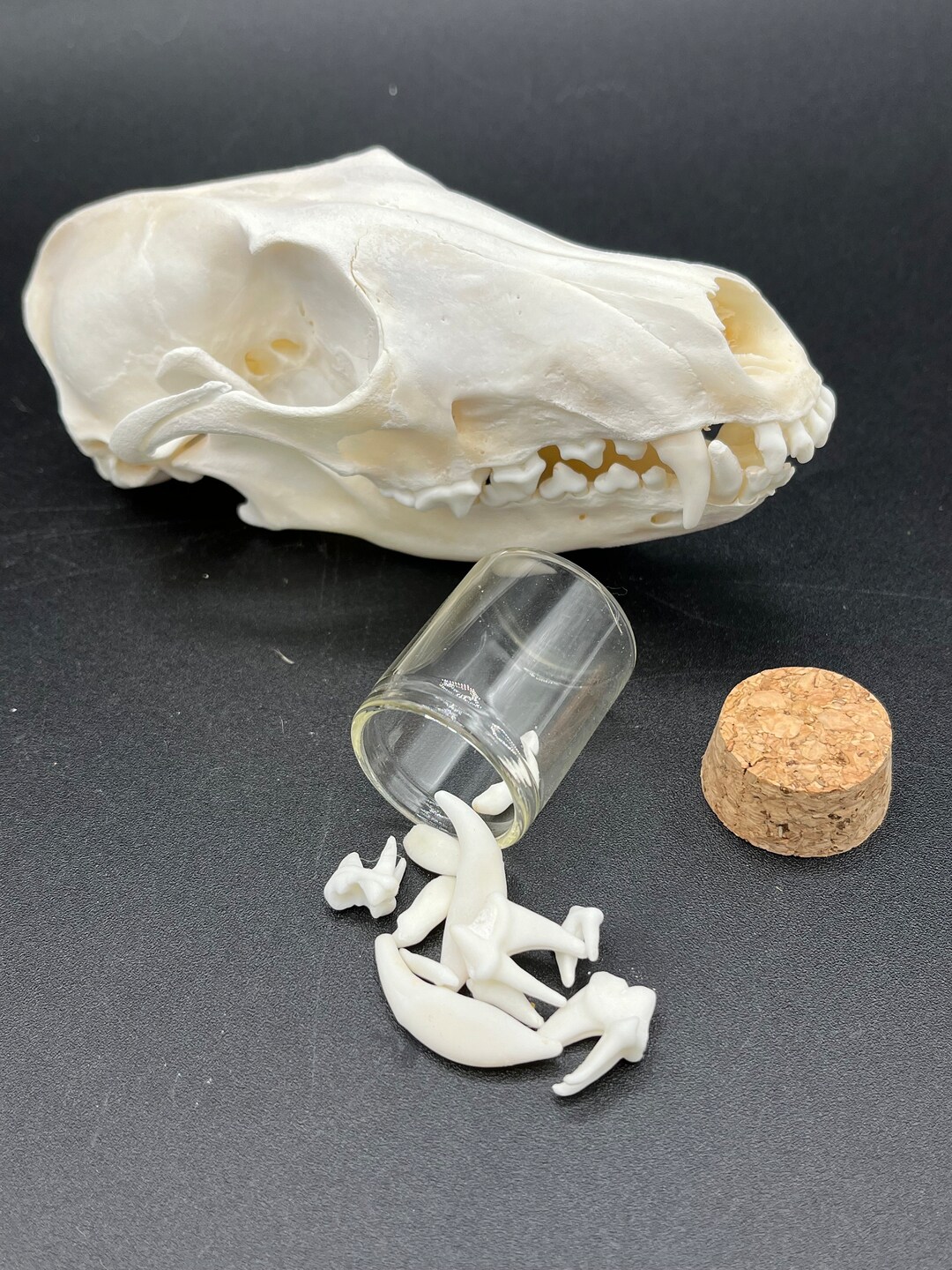 Fox Skull With Bonus Vial of 10 Fox Teeth - Etsy