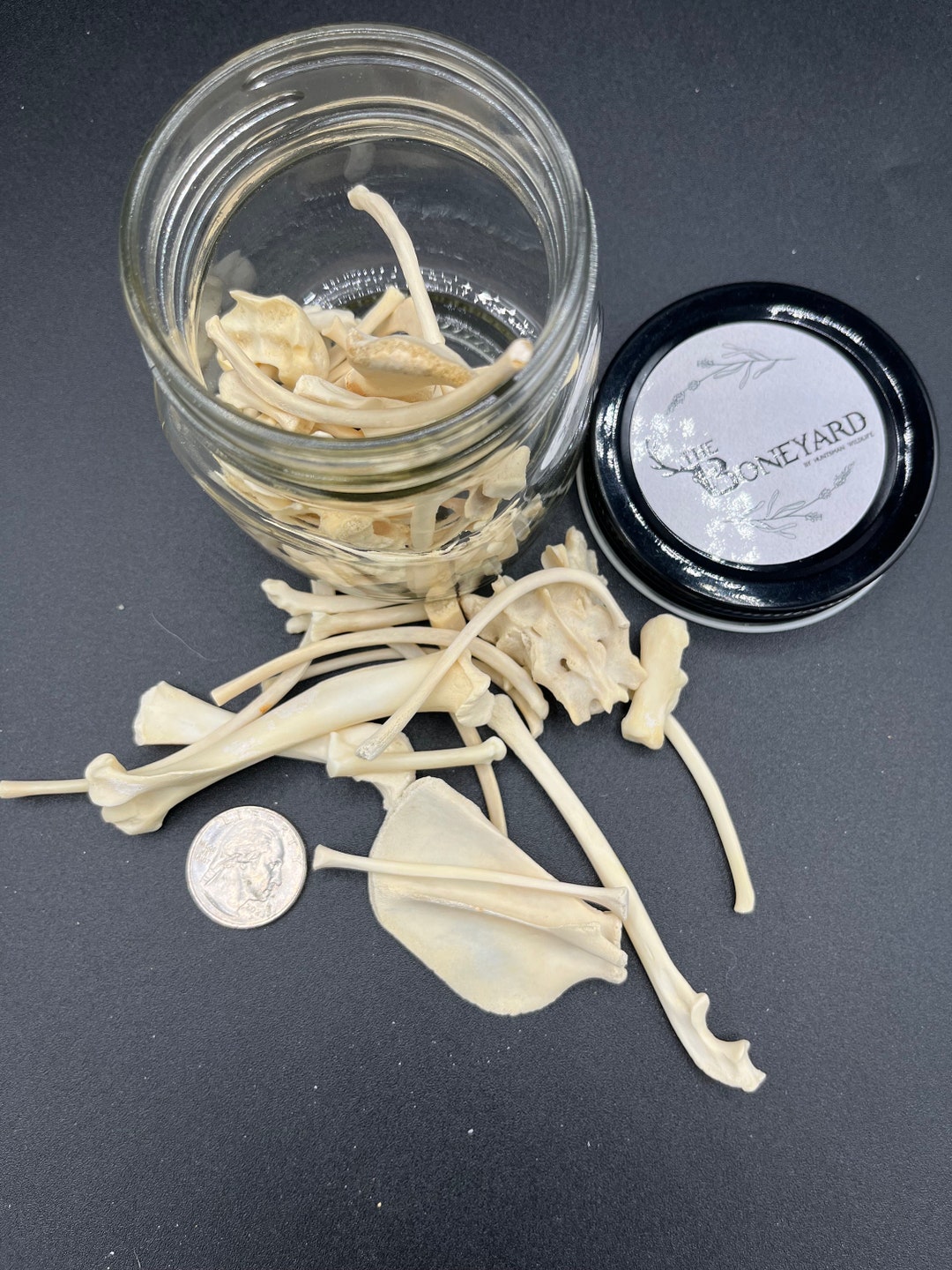 Small Jar of Animal Bones - Etsy