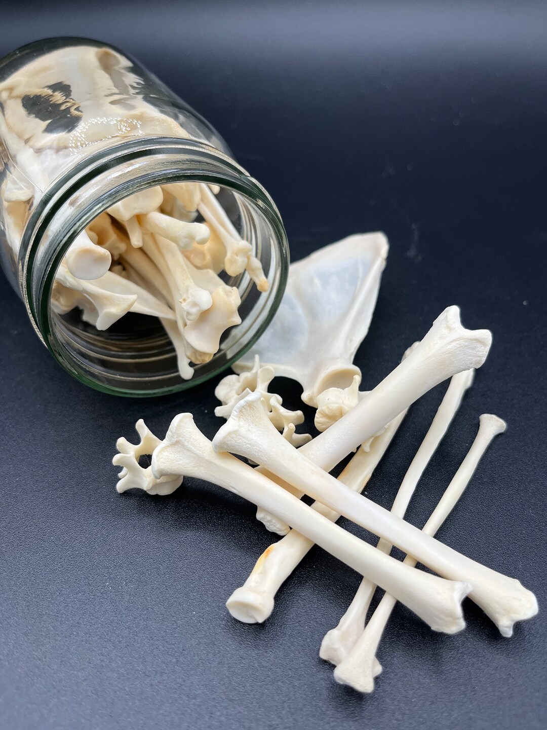 Large Jar of Animal Bones - Etsy