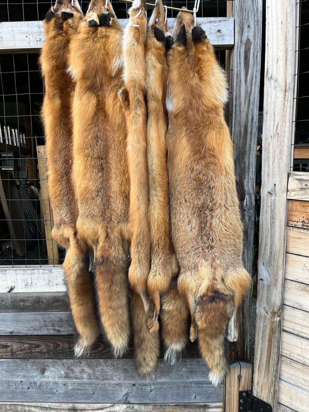 Dried and Stretched Red Fox Pelt (not Tanned) - Etsy