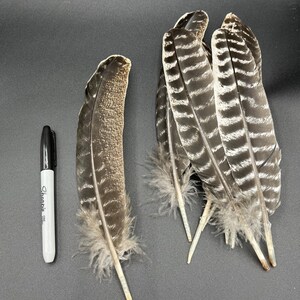 North American Turkey Wing Feathers - Etsy