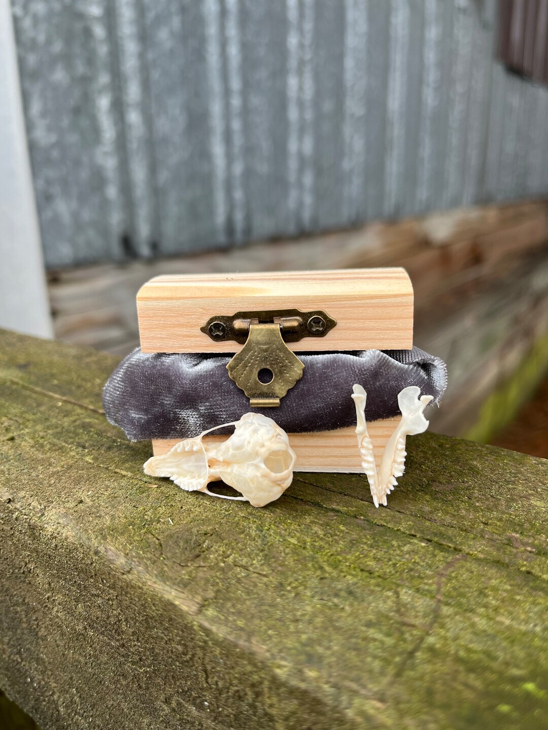 Mole Skull With Display Box - Etsy