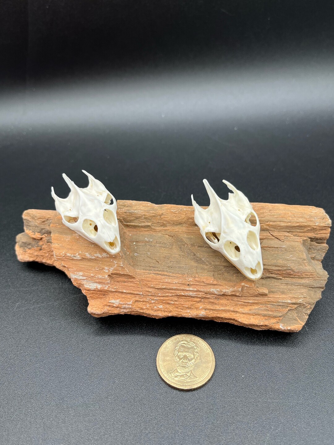 Soft Shell Turtle Skull 2 Pack - Etsy