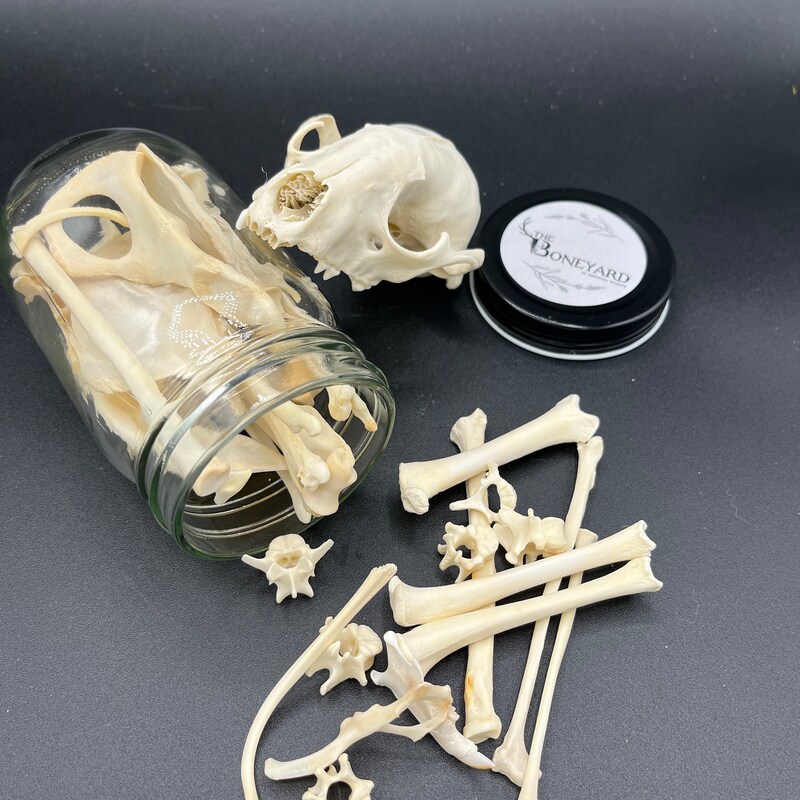 Animal Bones - Etsy