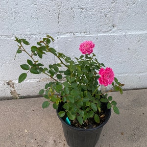 1 Gallon, Deep Pink Rose, NZ (ma) - Etsy