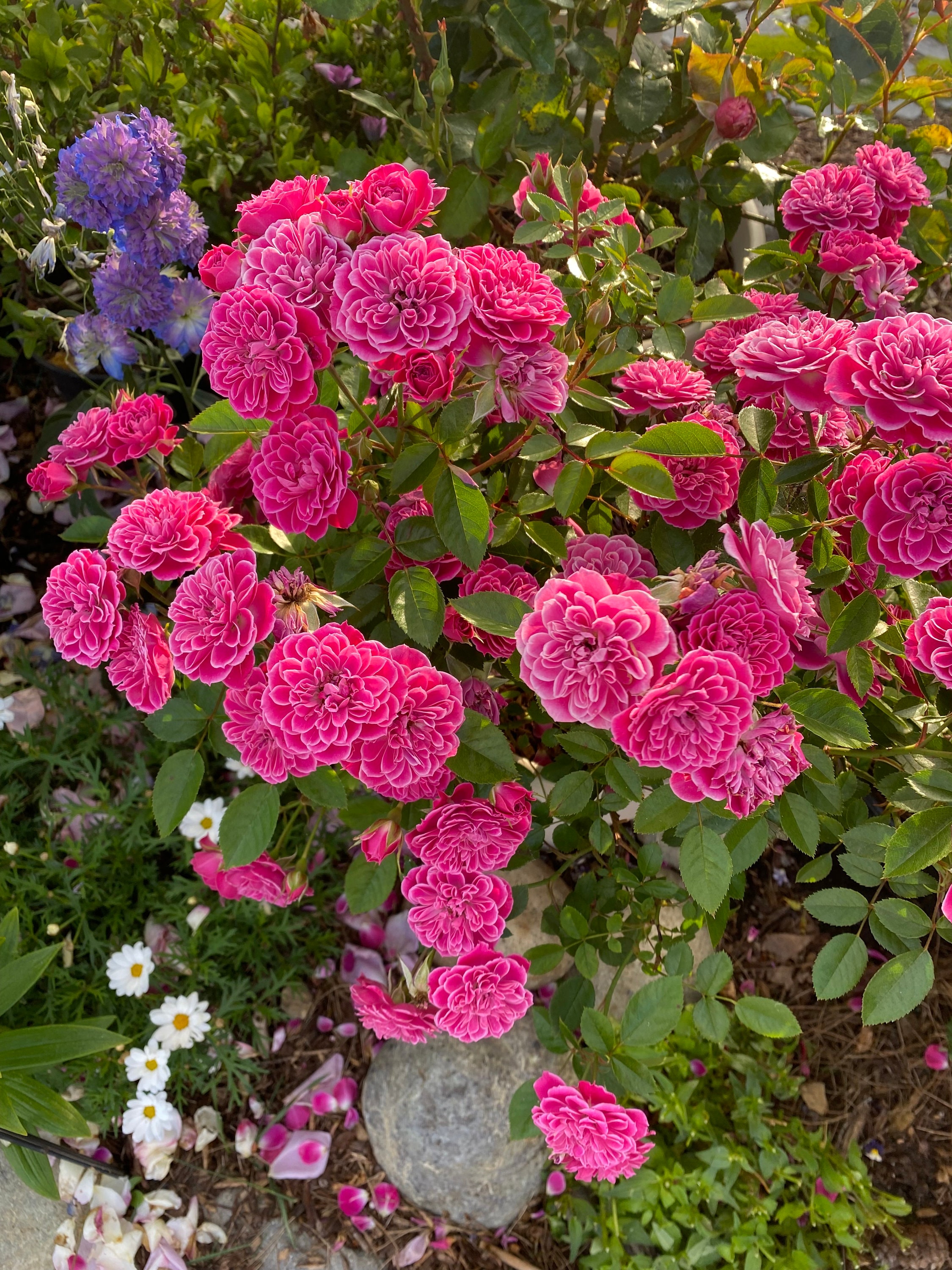 1 Gallon, Deep Pink Rose, NZ (ma) - Etsy