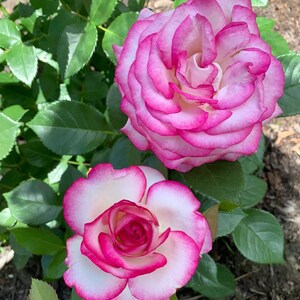 Pink at the Edge of White Rose（mc） - Etsy