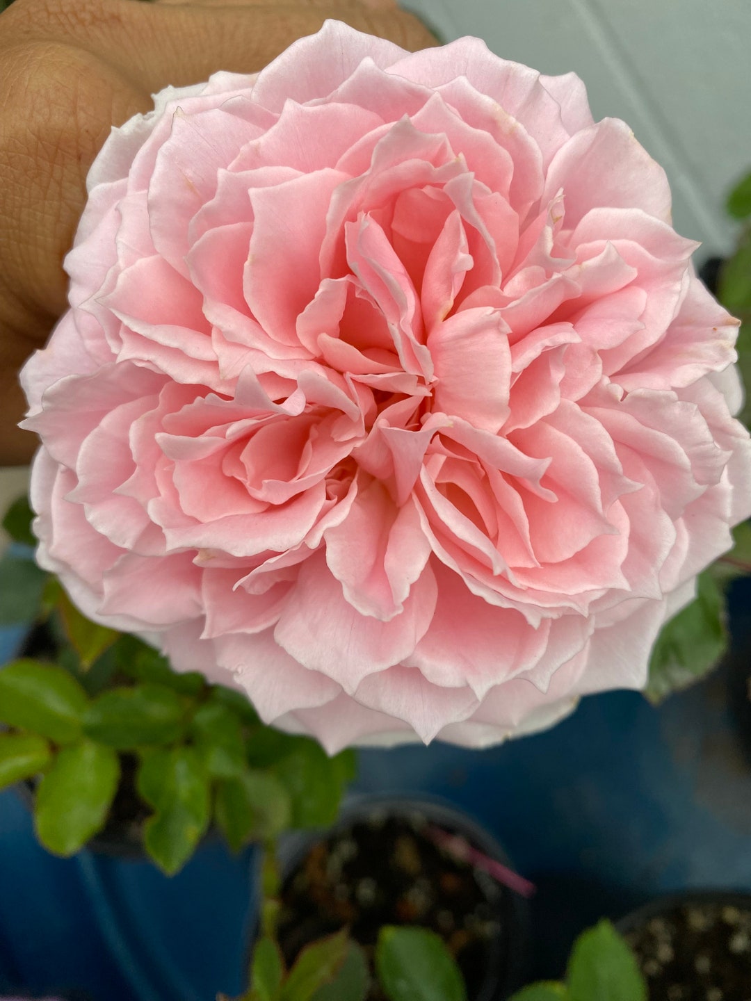 1 Gallon, Soft Pink Garden Rose (PH) - Etsy