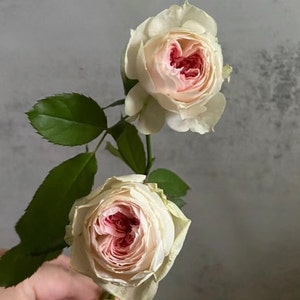 Cream Pink Rose PPV - Etsy