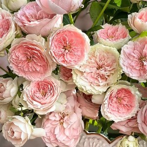 Cream Pink Rose PPV - Etsy