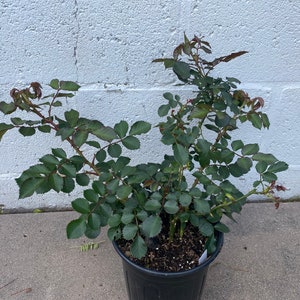 Cream Pink Rose PPV - Etsy