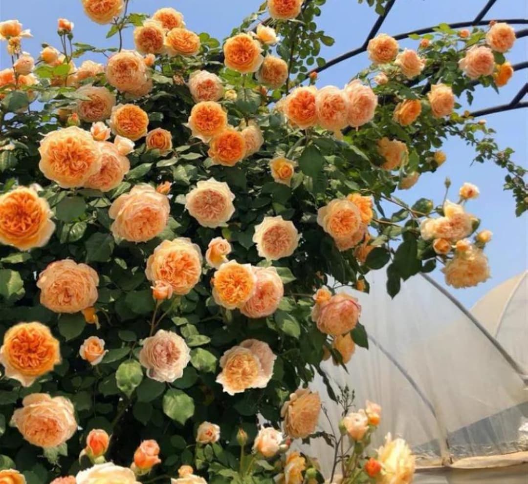 Apricot Orange Colored Climbing Rose (CP) - Etsy
