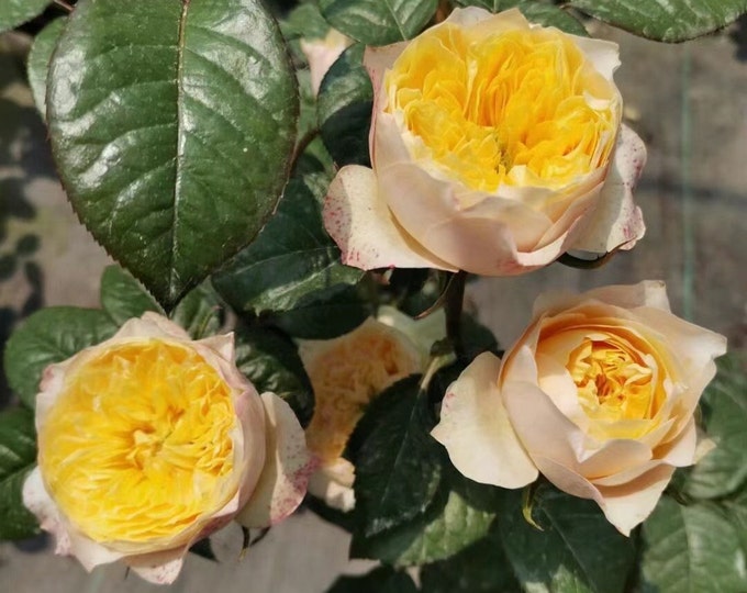 Golden/yellow Color Garden Rose - Etsy