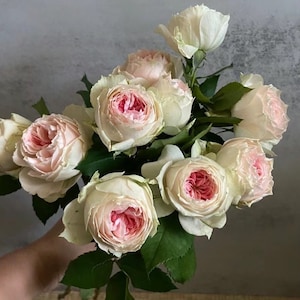 Cream Pink Rose PPV - Etsy