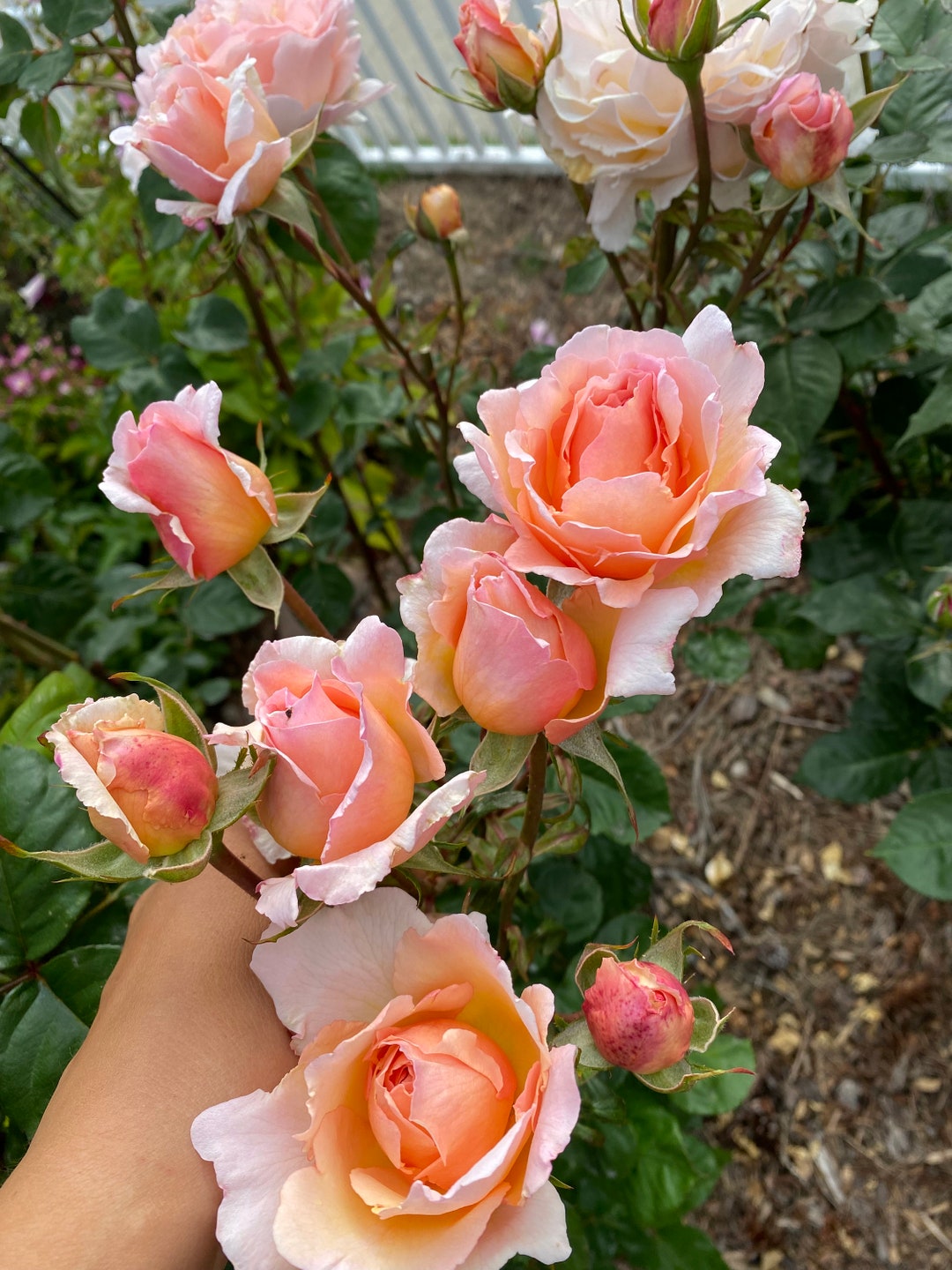 French Ruffled-petal Hybrid Tea Rose (PC) - Etsy