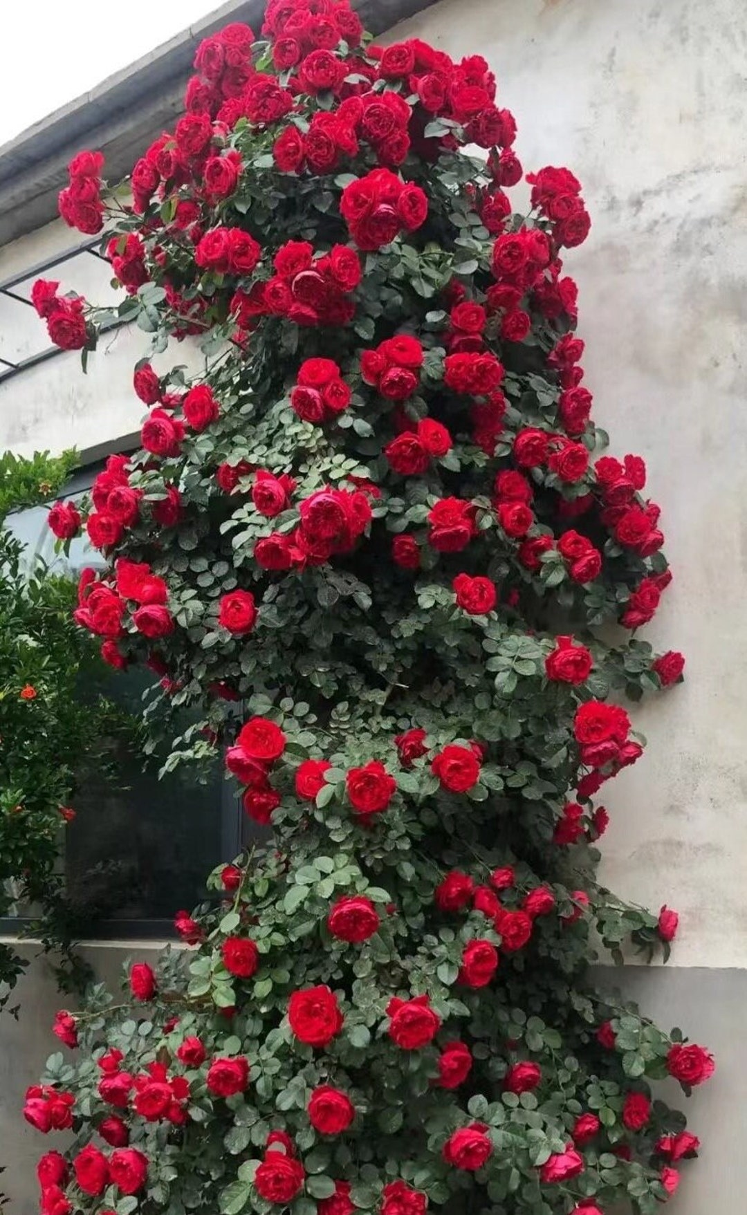 Dark Red Climbing Rose fl - Etsy