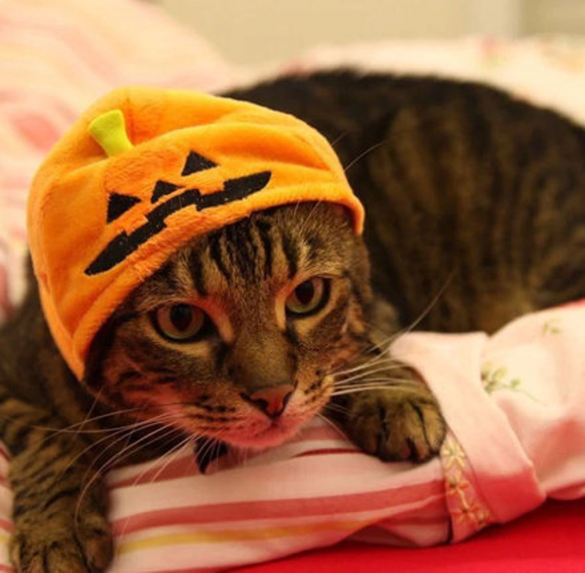 Pumpkin Hat for Pets cat/dog Halloween Pet Costume and - Etsy