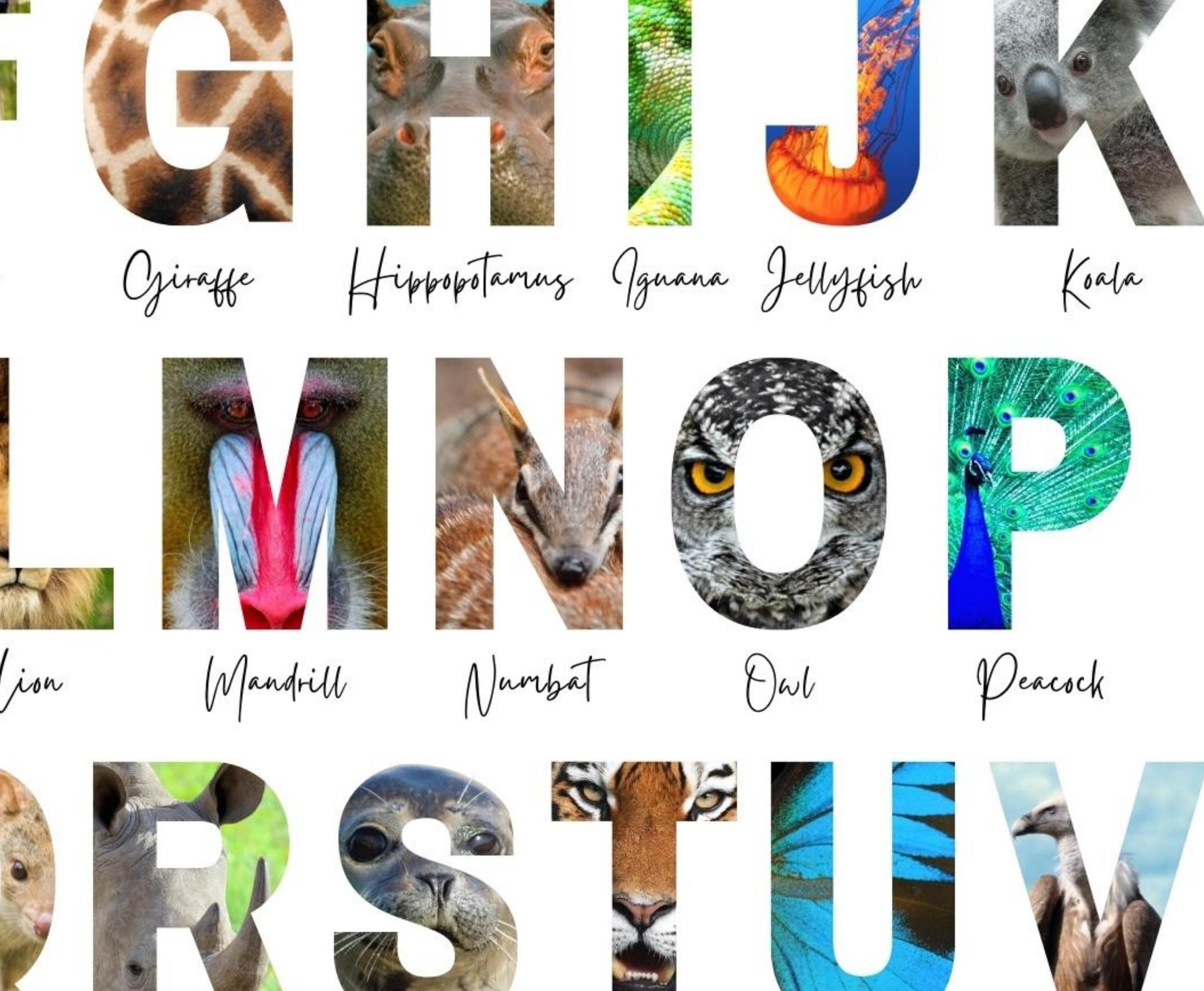 PRINTABLE Wild ABC Chart Alphabet Chart Preschool Classroom - Etsy Canada