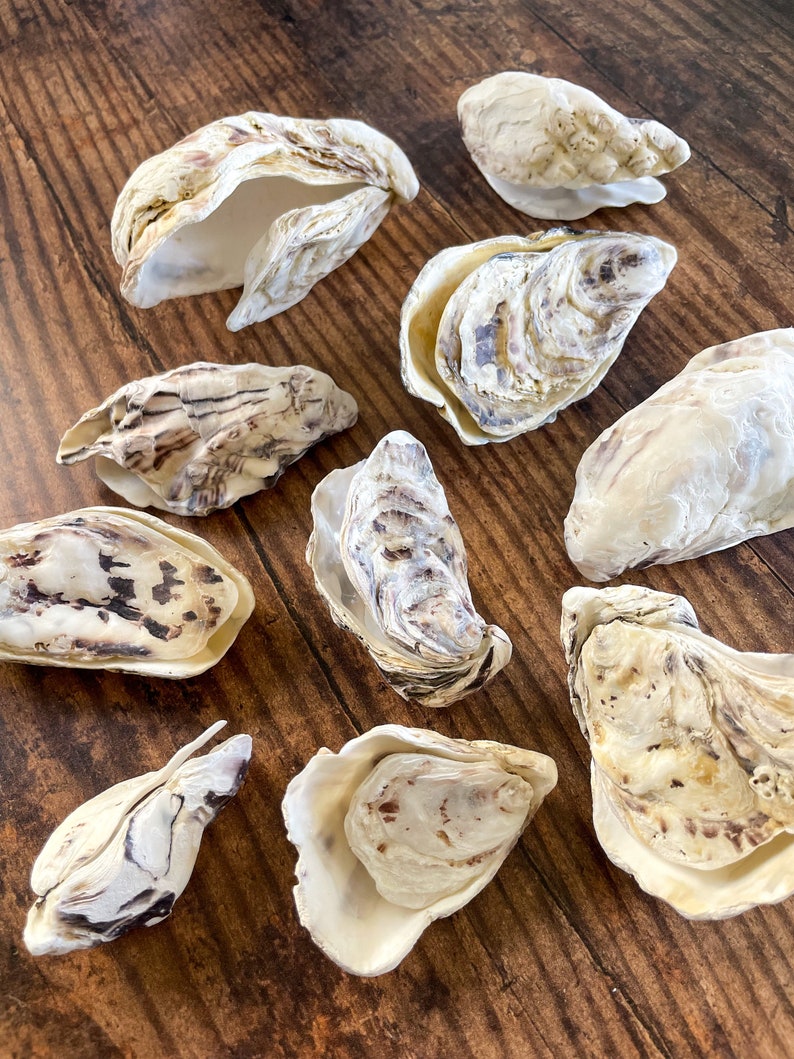 10 Authentic Irish Coastal Whole Oysters - Handpicked and Washed - Etsy