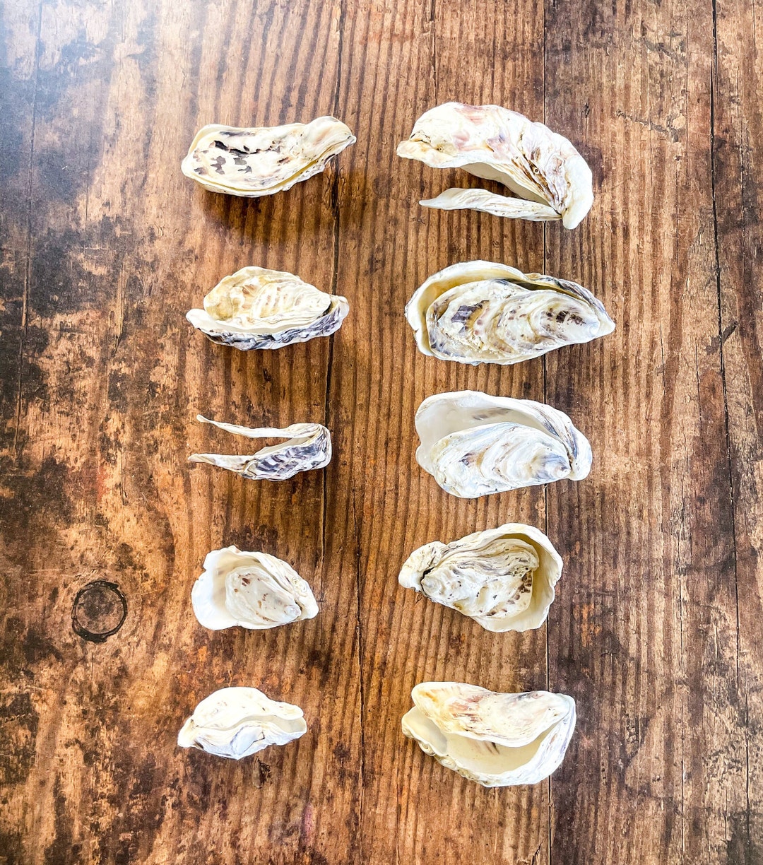 10 Authentic Irish Coastal Whole Oysters - Handpicked and Washed - Etsy
