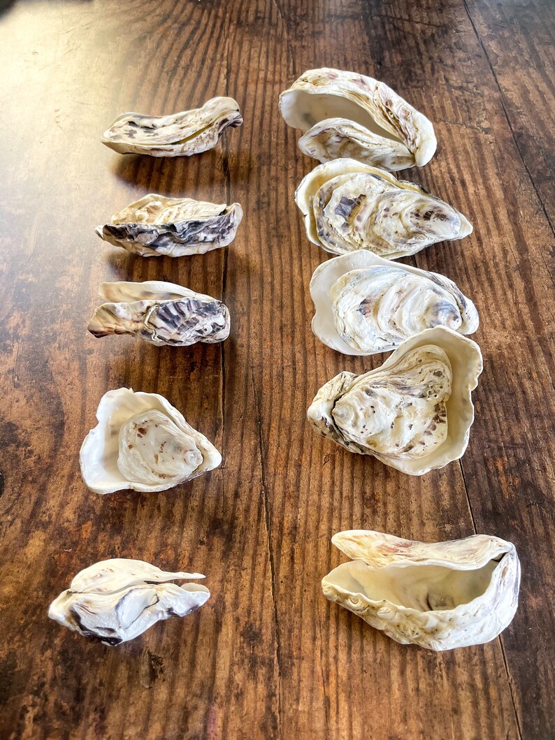 10 Authentic Irish Coastal Whole Oysters - Handpicked and Washed - Etsy