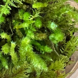 Mystery Mixed Moss - Etsy