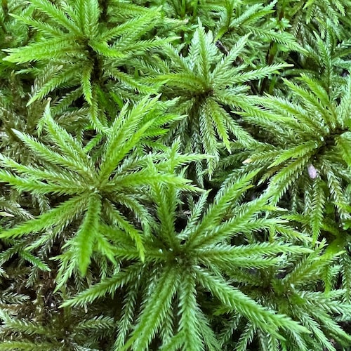 American Tree Moss - Etsy
