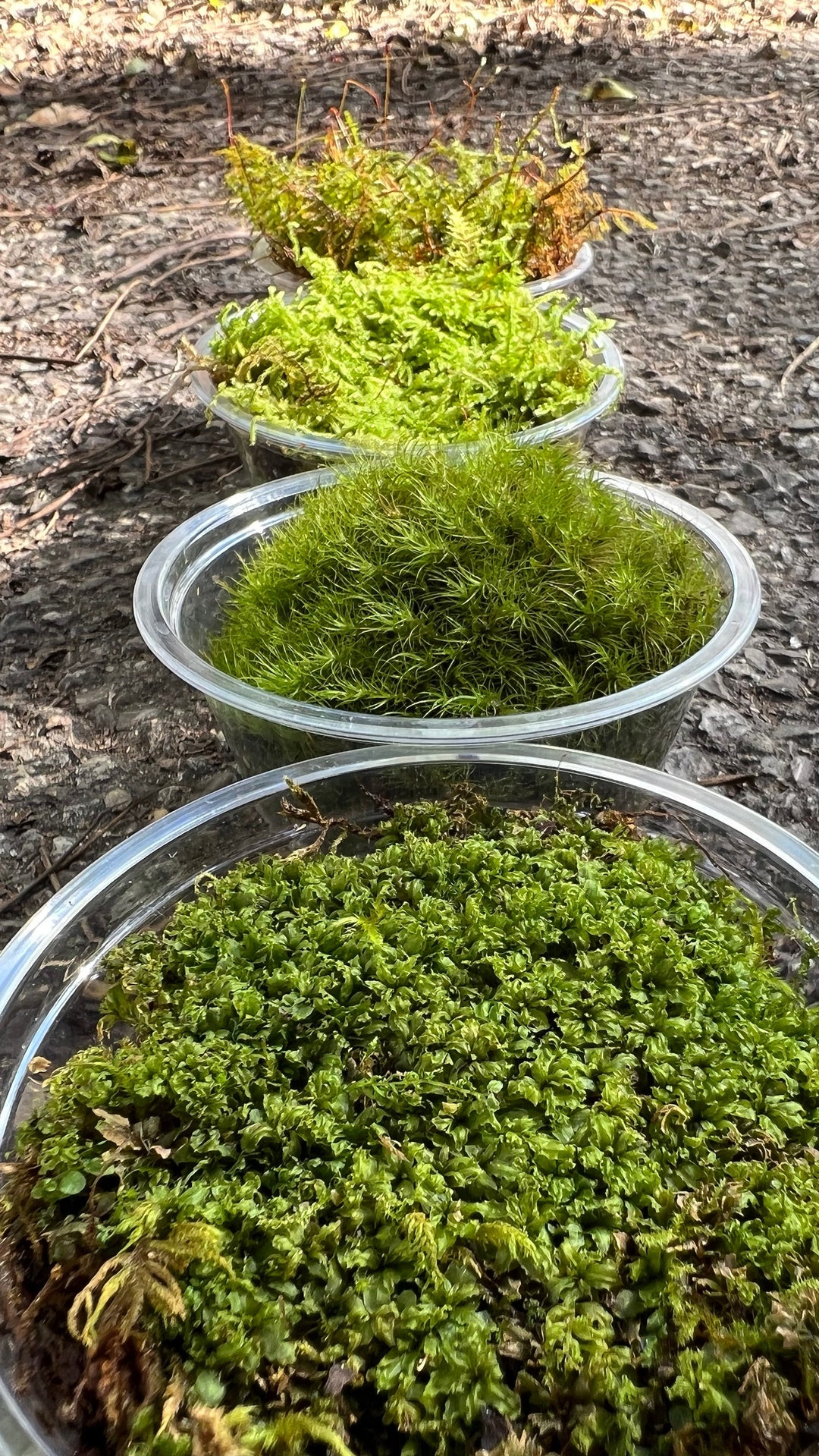 5 Pack Live Moss Assortment With Sphagnum Moss. - Etsy
