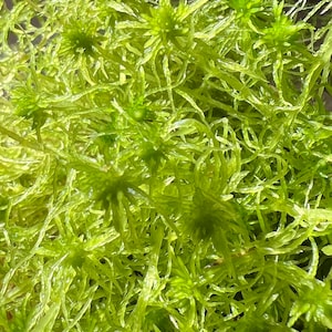 Live Sphagnum Moss 3 1/2” Dome ~ Aka “bog” Moss or “quaker” Moss - Etsy